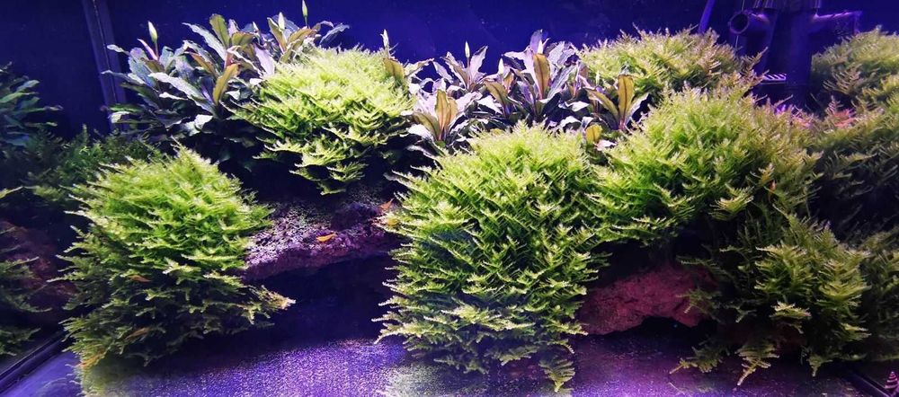 Pesti de acvariu gupi guppy xifo sae neoni zebre sanitari plante easy ...