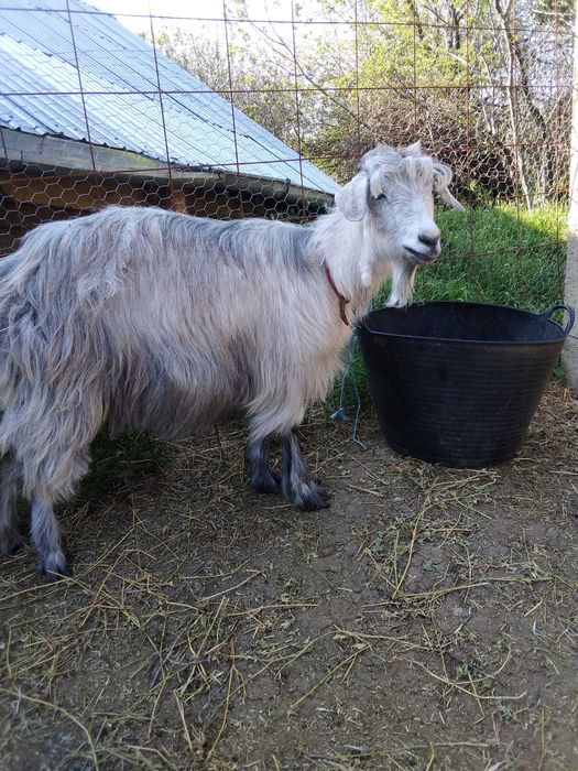 Capră românească, iede Anglo Nubiene si mieluțe Camerun Jugureni • OLX.ro