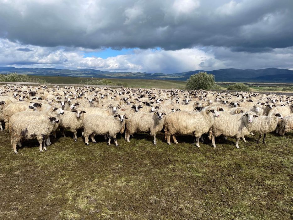 De vînzare URGENT 220 și 6 berbeci cu origine Sibiu • OLX.ro