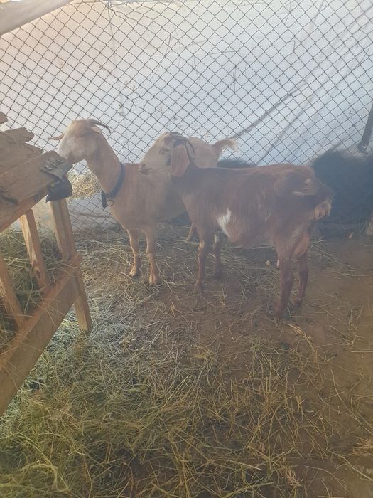 Vând 4 capre anglo nubiene Auresti • OLX.ro