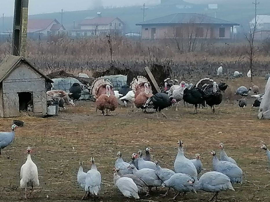 Gâște, rațe, bibilici de vanzare Iasi • OLX.ro