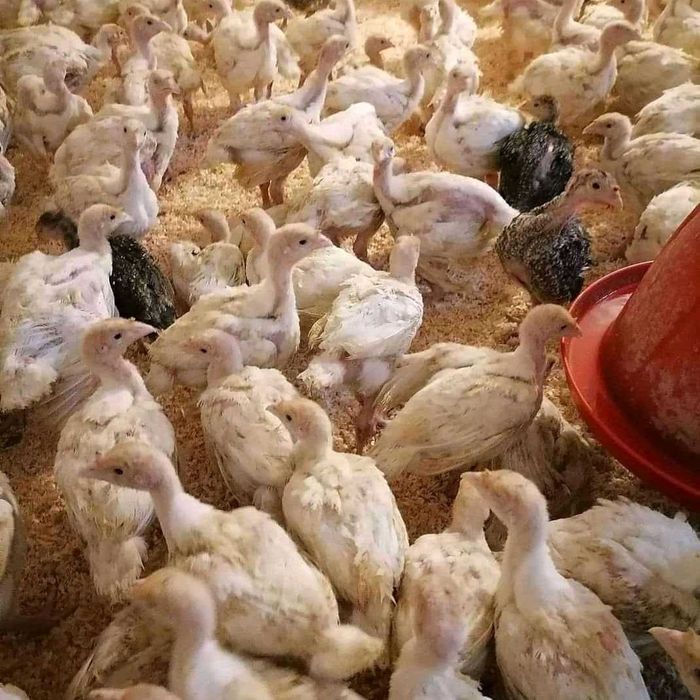 Pui de curca albi și negri pui de gaina. Curtea de Arges • OLX.ro