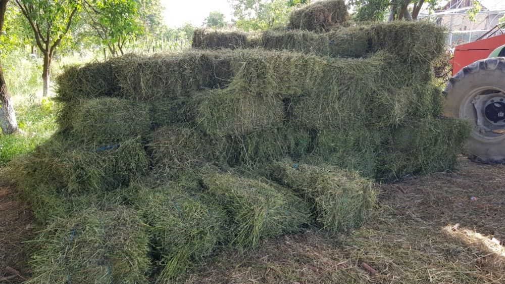 Baloti lucerna 2024 Chimindia • OLX.ro