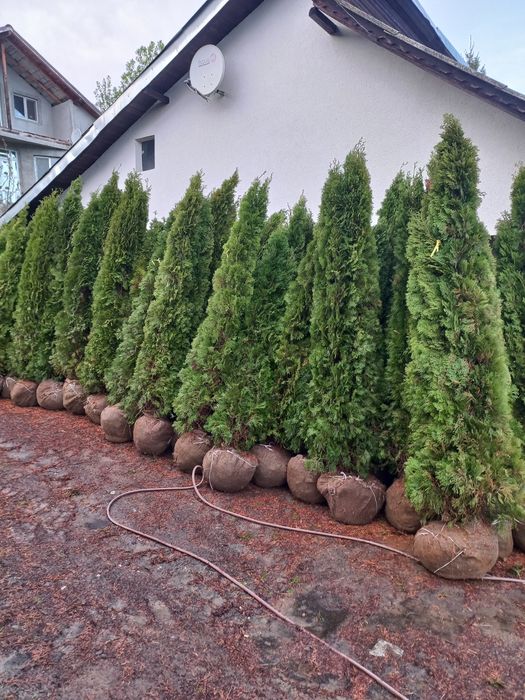 Tuia smarald dimensiuni mari de la 1.50m până la 4m oferim transport ...