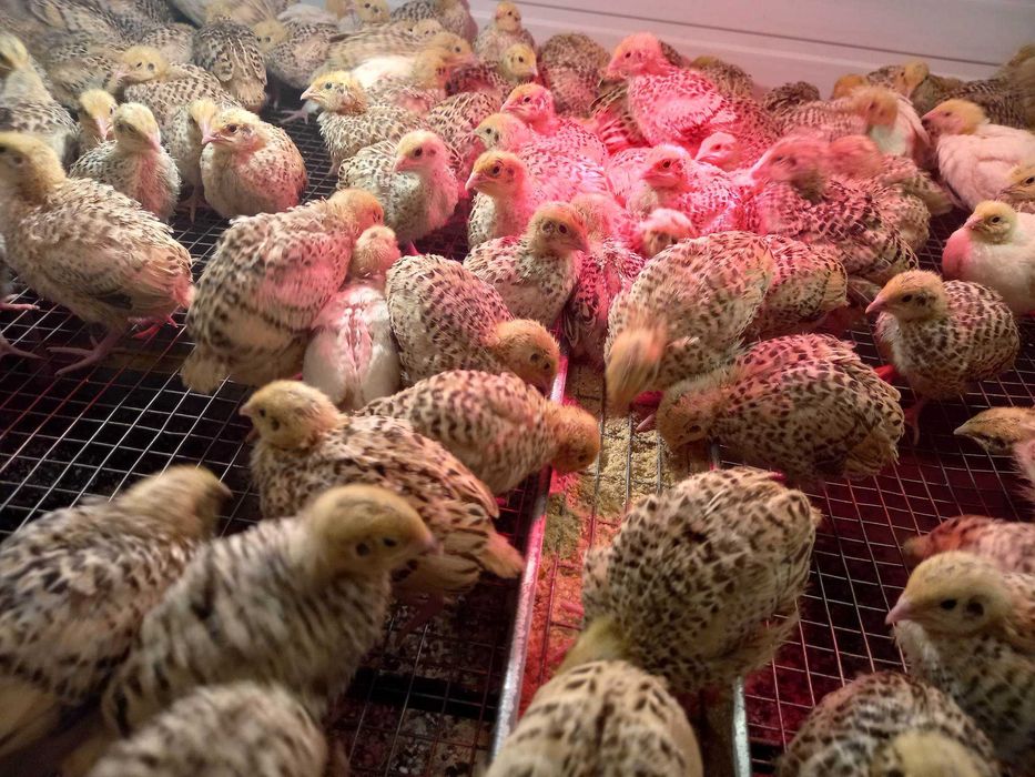 Pui prepelita -5 specii -vârsta 7 , 14 , 21 zile Vaslui • OLX.ro