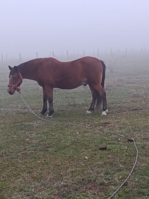 Cal de vanzare .. Rasova • OLX.ro