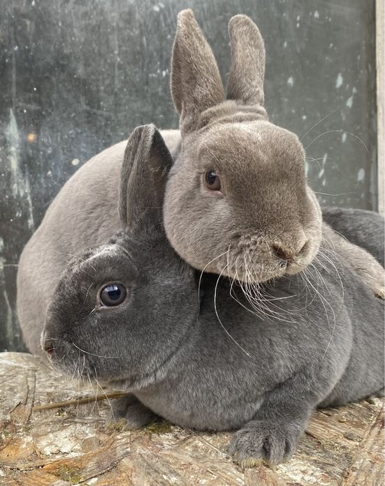 Iepuri rex pitic si castor rex pitic Poiana • OLX.ro