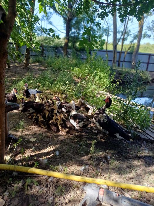 Vând oua, boboci rate leșești (mute), oua găină incubat Bucuresti ...
