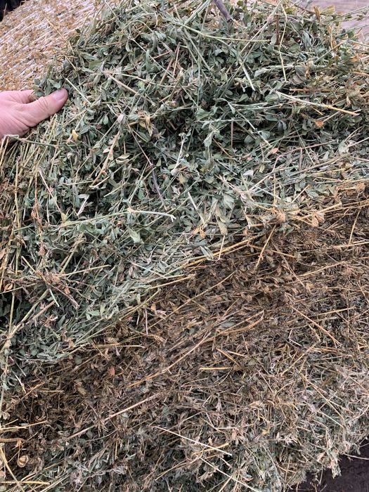 Baloti lucerna, paie si coceni Maicanesti • OLX.ro