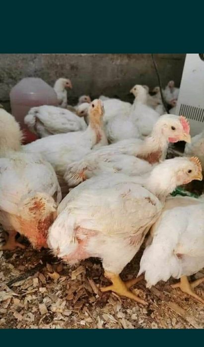 Vând puii rasa mixta si puii albi de carne Miroslava • OLX.ro