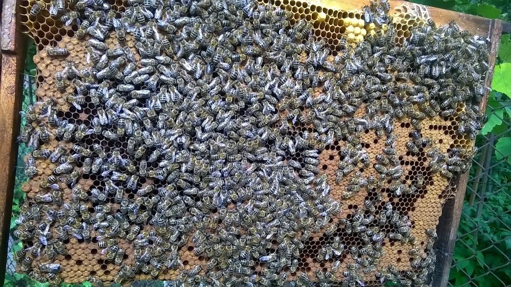 Matci selectionate si imperecheate din rasa autohtona. Hunedoara • OLX.ro