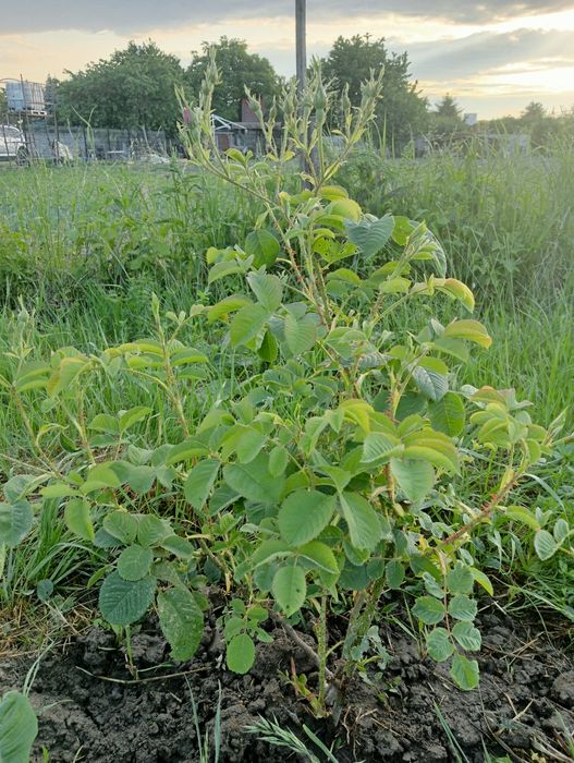 Vand butasi Trandafir de Damasc. Satu Mare • OLX.ro