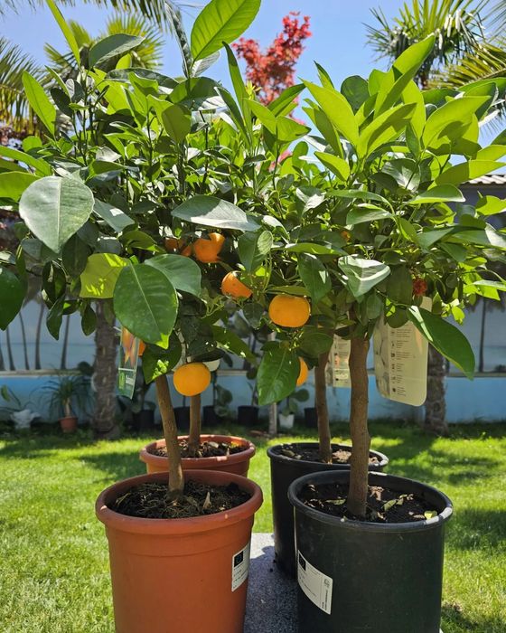 Citrice lamai, kumquat, calamondino Giurgiu • OLX.ro