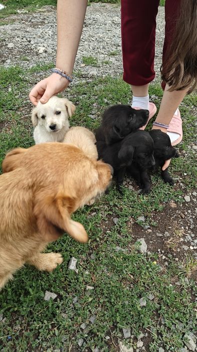 Se donează pui de câine Marca-Huta • OLX.ro