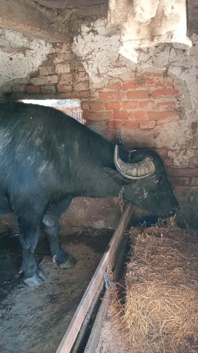 Taur de bivol falnic Braglez • OLX.ro