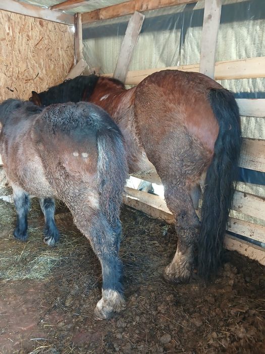 Vând iapa cu mânză Campulung Moldovenesc • OLX.ro