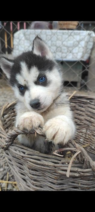 Husky Siberian rasa pura Bucuresti Sectorul 3 • OLX.ro