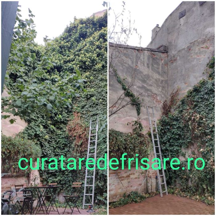 Curatenie curti, servicii gazon / amenajare curte si gradina Bucuresti ...