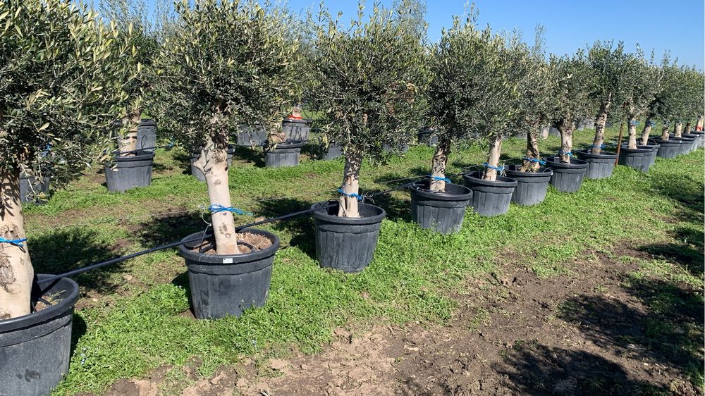 Maslini rezistenti -15 in ghiveci Oradea • OLX.ro