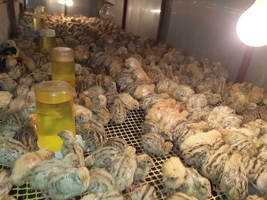 Pui prepelita 7 zile , 14 zile , 21 zile , 28 zile , 35 zile Bacau • OLX.ro