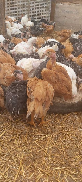 Pui rasa mixta carne si ouă Greci • OLX.ro