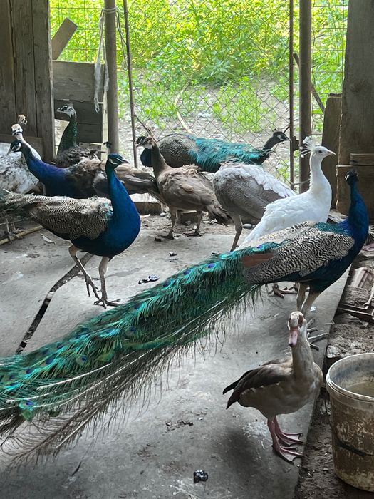 Pauni diferite culori!! Petrova • OLX.ro