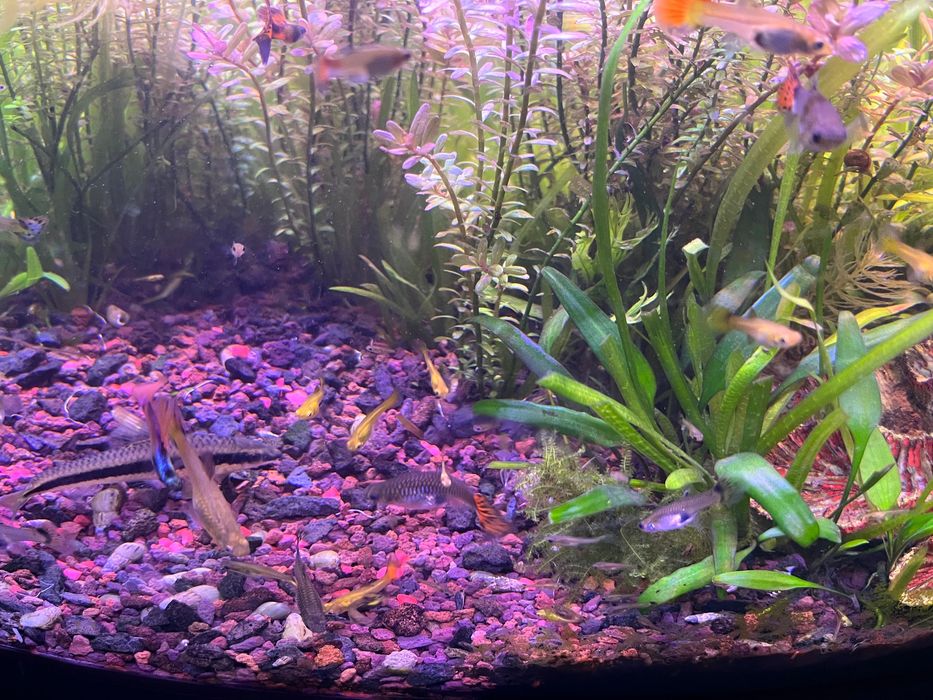 Otopeni: Pesti acvariu Guppy pui și adulți/plante/ melci Tunari • OLX.ro