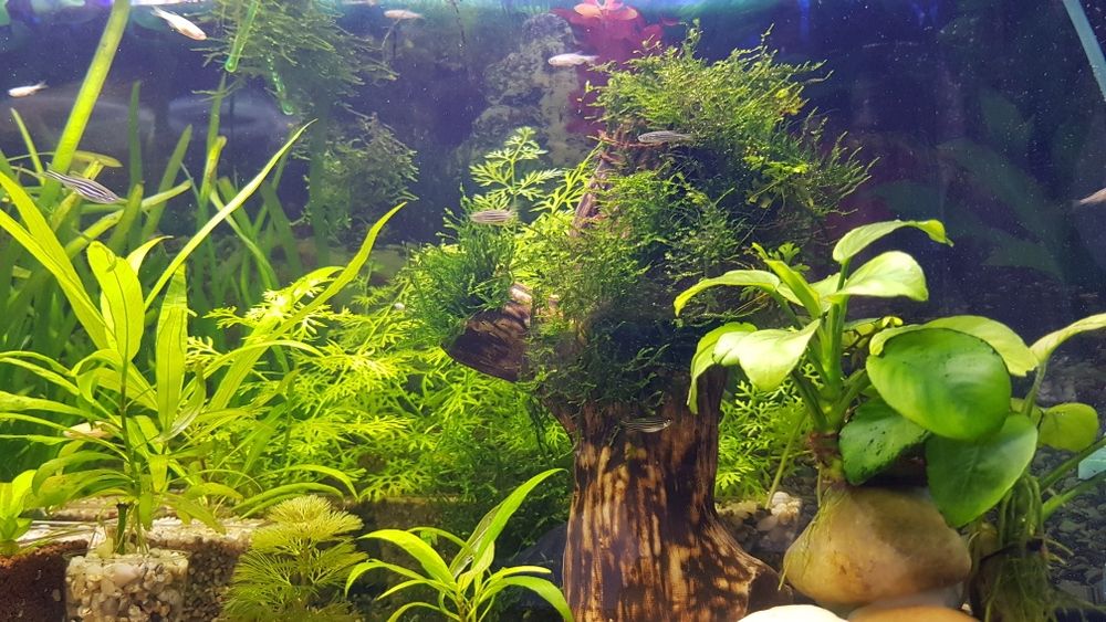 Vand pesti acvariu gupy zebre neoni xifo ancistrus sae sanitari plante ...