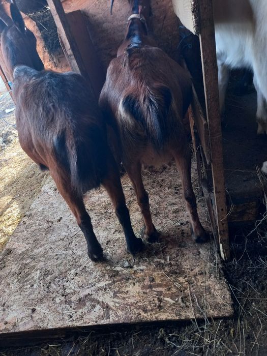 Capre alpina franceza Ramnicu Valcea • OLX.ro