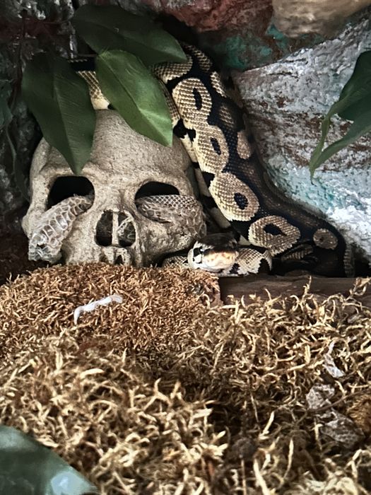 Piton regal , foarte docil , plus terariu Baia Mare • OLX.ro