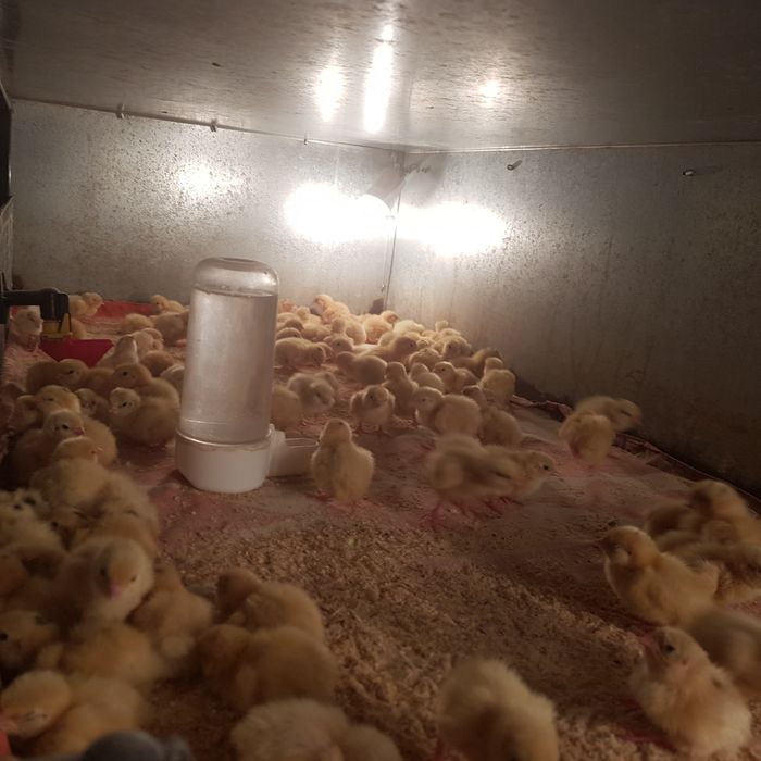 Pui 1 zi prepelite PolaraGigant Bucuresti Sectorul 5 • OLX.ro