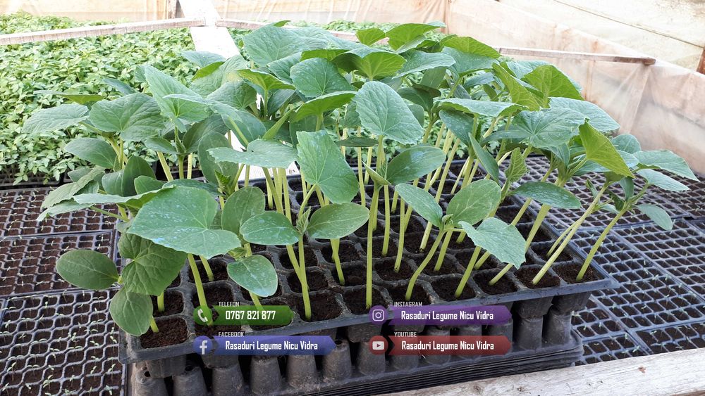 Vand Rasad Rosii Ardei Vinete Castraveti Varza | Rasaduri Legume 2025 ...