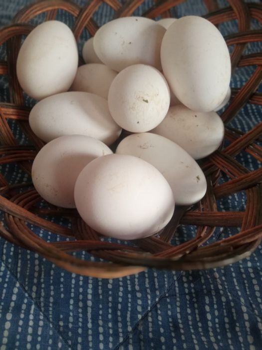 Ouă de gâscă pentru incubat Rusi-Ciutea • OLX.ro