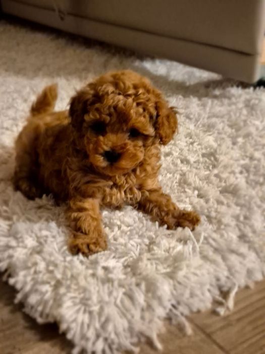 Pudel red(rosu) toy Nojorid • OLX.ro