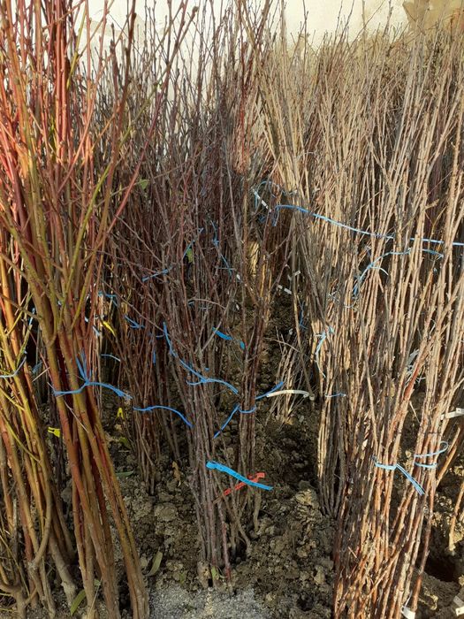 Pomi fructiferi cal a 2 a mar par ciresi visin pruni caisi pietesici ...