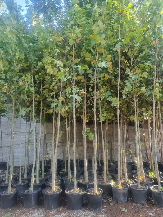 Mestecan/tei/platan/prunus/catalpa copaci ornamentali Piatra Neamt • OLX.ro