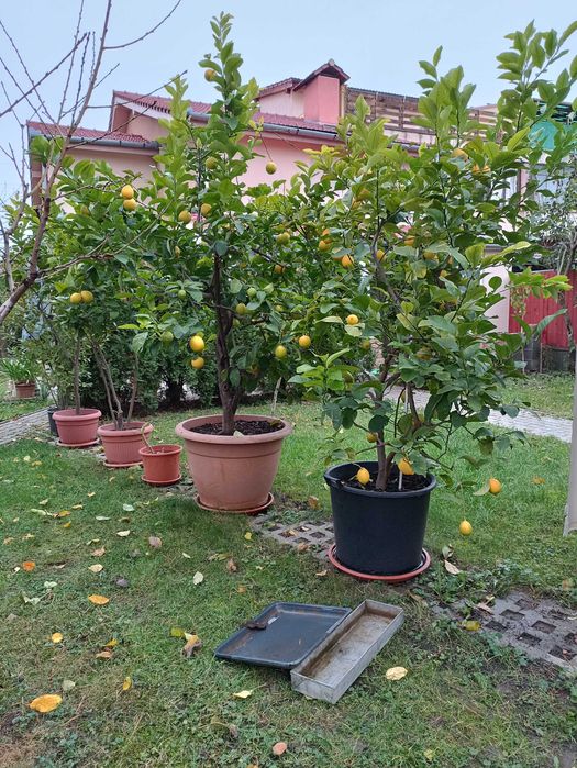 Vand lamai , Pom fructifer, roditor Timisoara • OLX.ro