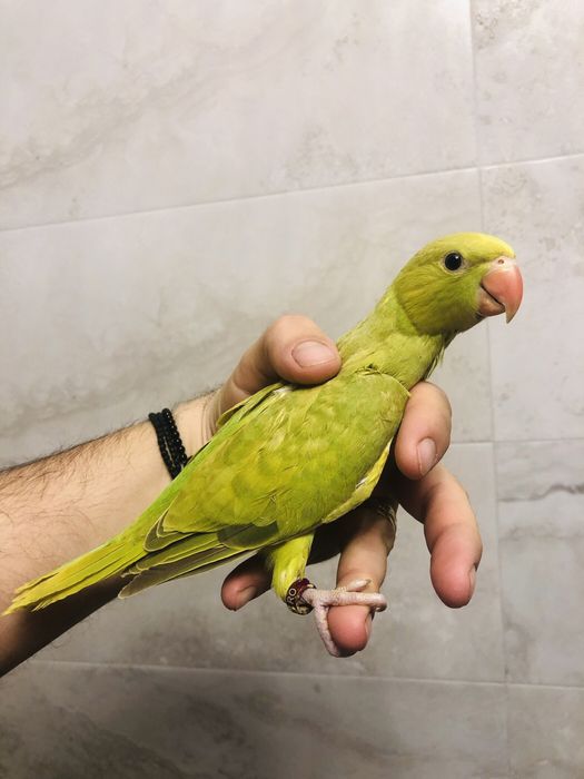 Papagali Micul Alexandru Alexander pui 2024 Otopeni • OLX.ro