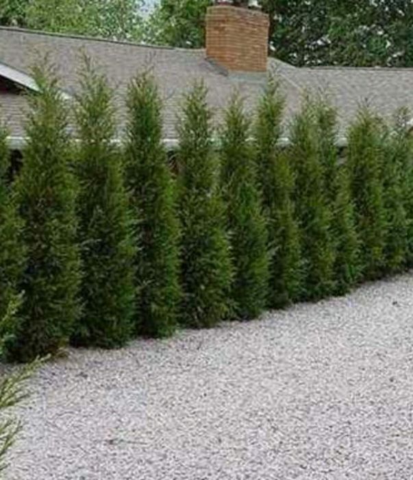 Bonsai pom pom tei spirala leylandii columnaris smarald etc Ploiesti ...