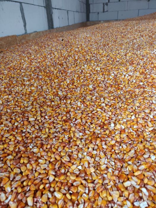 Vand boabe porumb Balesti • OLX.ro