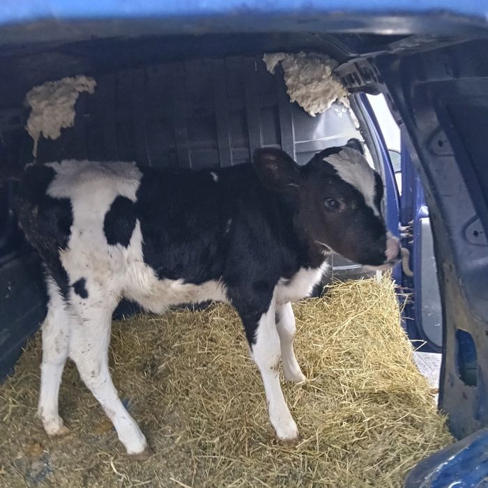 Vând vitei sugari Plosca • OLX.ro