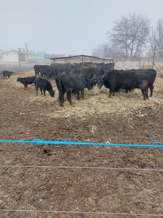 Vaci angus cu origine Targu Bujor • OLX.ro