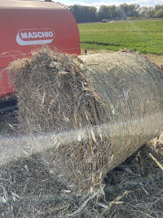 Baloti coceni /fan Dobroteasa • OLX.ro