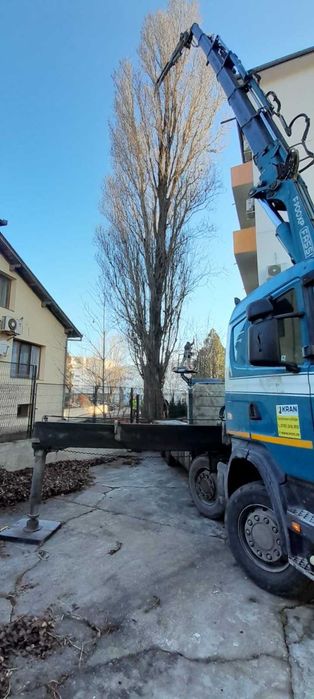 Toaletare copaci folosind Nacela PRB si Camion cu macara Constanta • OLX.ro