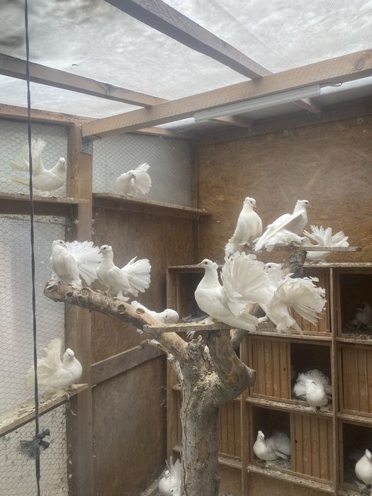 Porumbei voltati maghiari si indieni, rasa pura! Rosiori • OLX.ro
