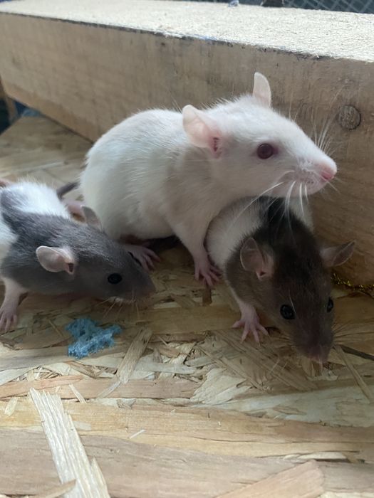 Vand sobolani dumbo de companie Pitesti • OLX.ro