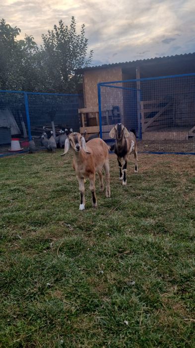 Capre anglo nubiene Cajvana • OLX.ro