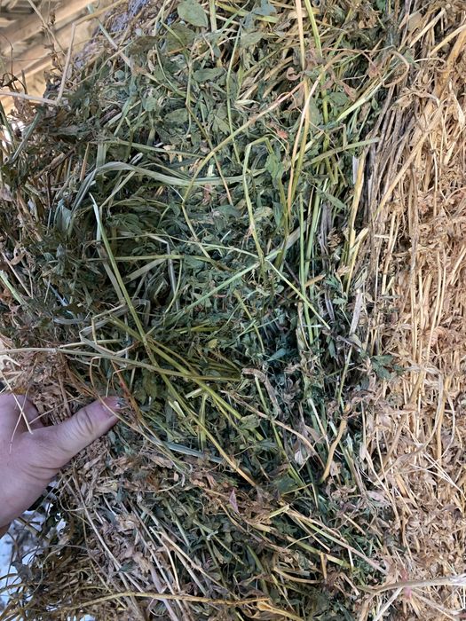 Baloti lucerna, paie si coceni Maicanesti • OLX.ro