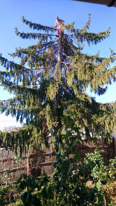 Taieri,Doborari si Toaletari de Arbori/Pomi/Copaci ORICE DIFICULTATE ...