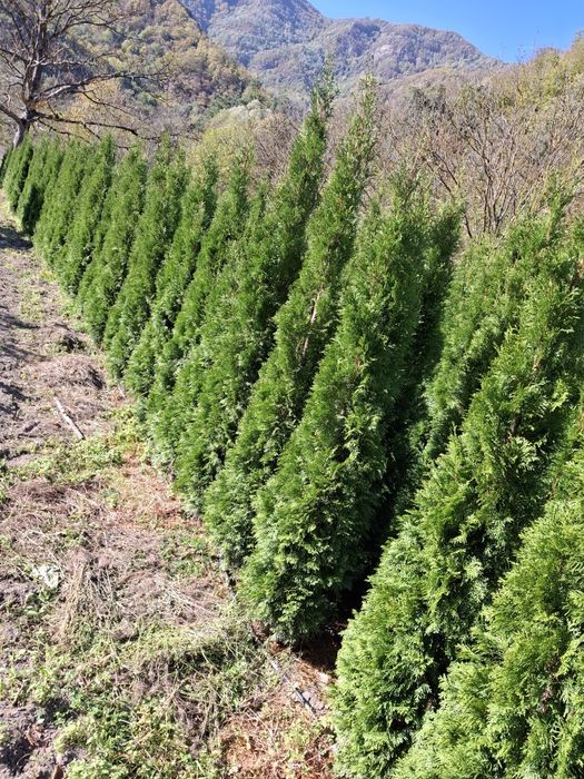 Tuia smarald aclimatizate 1,60 - 2,20 m Bumbesti-Jiu • OLX.ro